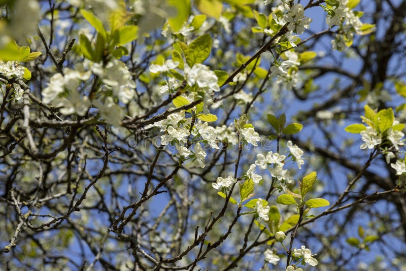 Spring Garden with Cherry Blossoms in Sunny Weather Stock Image - Image ...