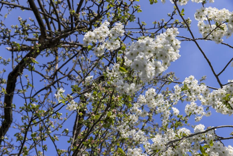 Spring Garden with Cherry Blossoms in Sunny Weather Stock Image - Image ...