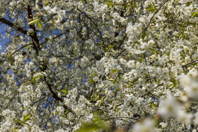 Spring Garden with Cherry Blossoms in Sunny Weather Stock Photo - Image ...