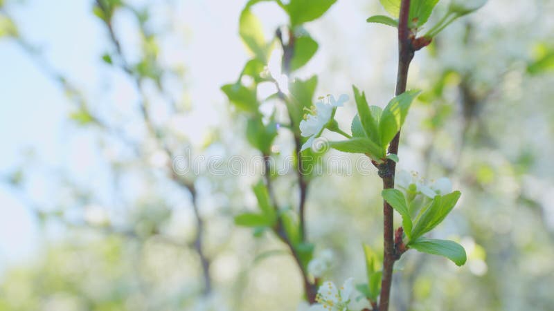 Spring Garden. Cherry Blossoms, Trees Swaying in the Wind. Nature in ...