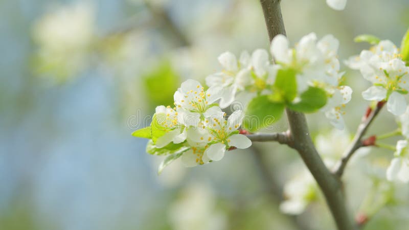 Spring Garden. Cherry Blossoms, Trees Swaying in the Wind. Nature in ...