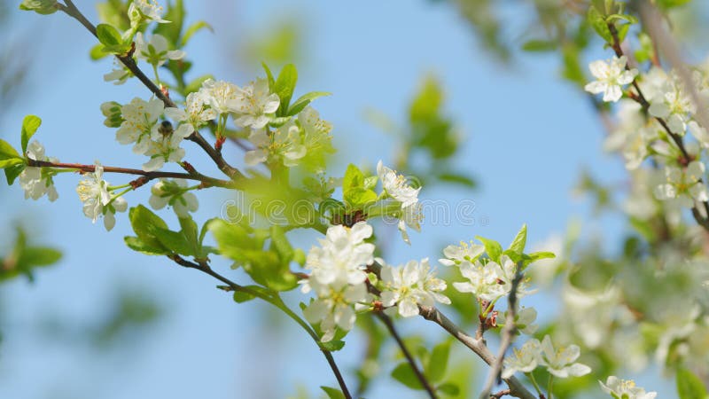 Spring Garden. Cherry Blossoms, Trees Swaying in the Wind. Nature in ...
