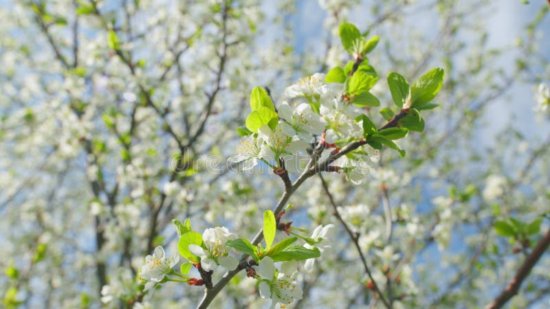 Spring Garden. Cherry Blossoms, Trees Swaying in the Wind. Nature in ...
