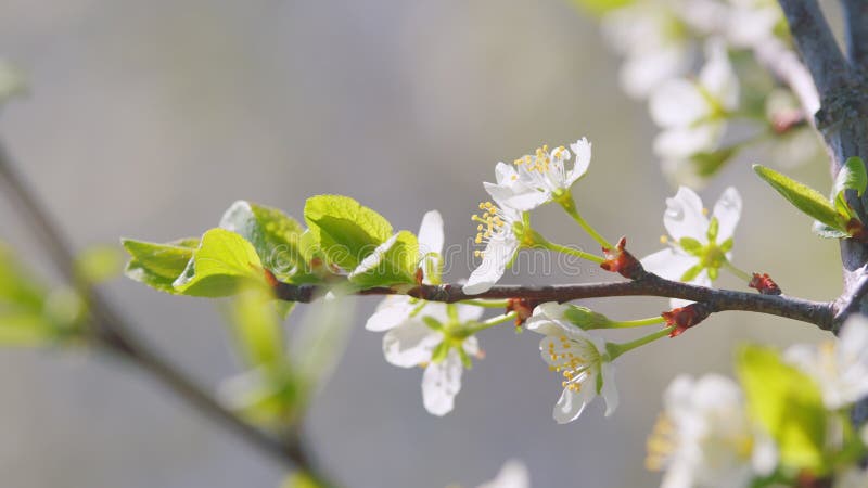 Spring Garden. Cherry Blossoms, Trees Swaying in the Wind. Nature in ...