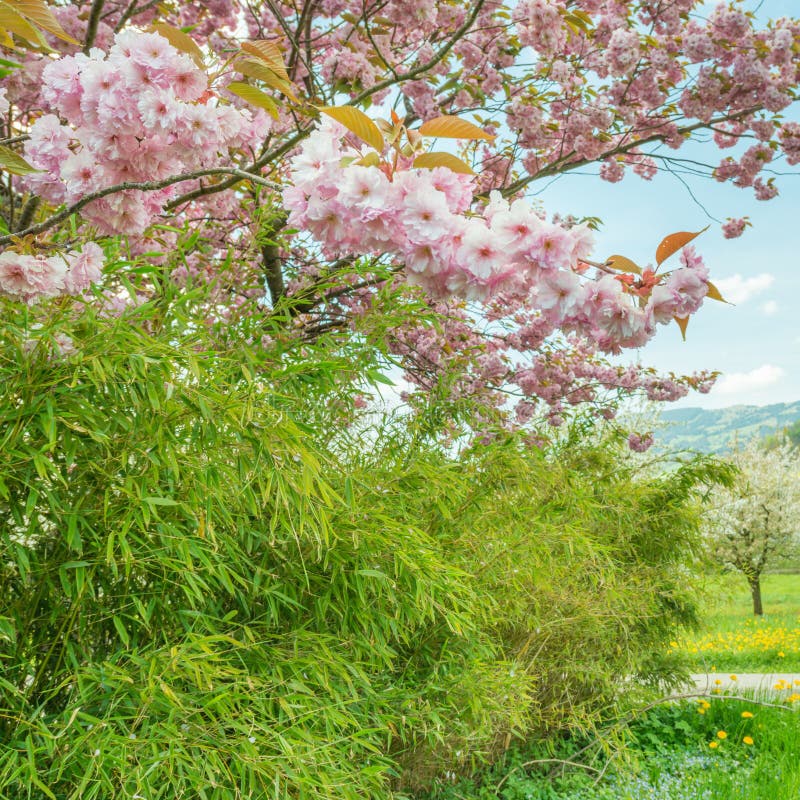 Spring in the Garden. Cherry Tree in Full Bloom Stock Photo - Image of ...