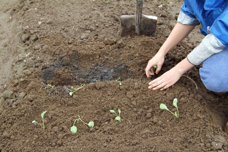 Spring garden chores stock photo. Image of plantation - 150103538