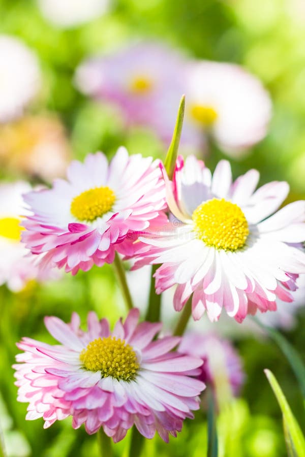 Spring Garden Closeup Daisy Flower Stock Image - Image of petals ...
