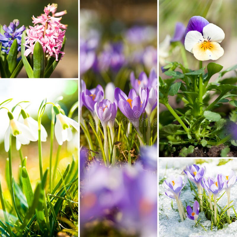 Spring collage stock image. Image of lantern, plum, purple - 28794139