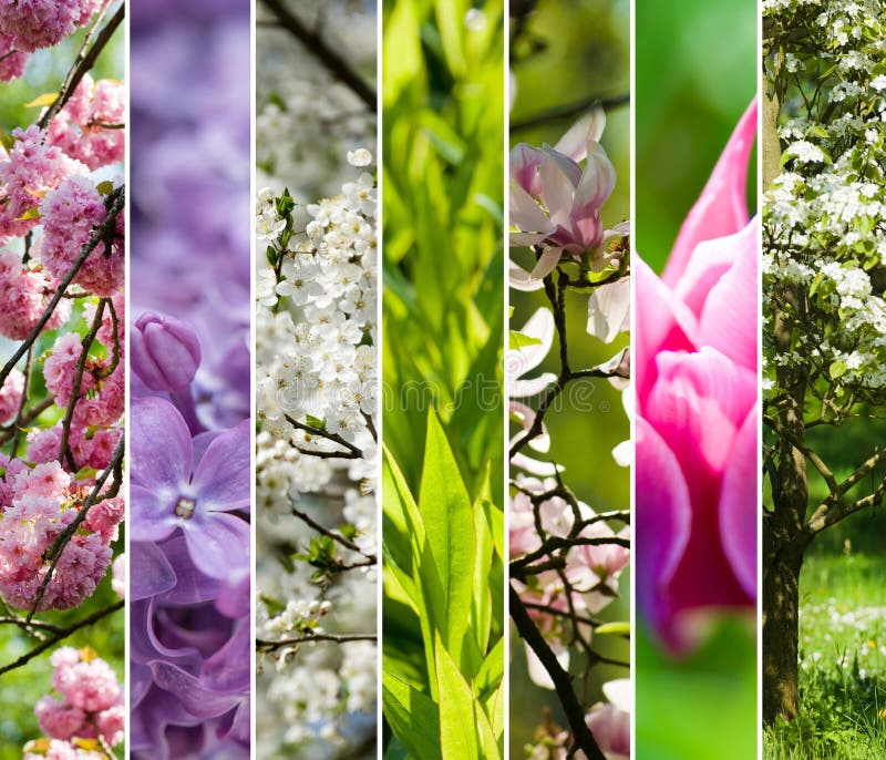 Spring collage stock image. Image of lantern, plum, purple - 28794139