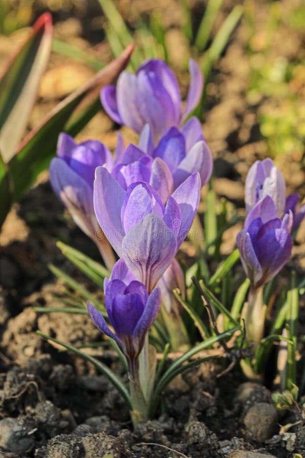 Crocus Etruscus Zwanenburg stock photo. Image of blooming - 250284708
