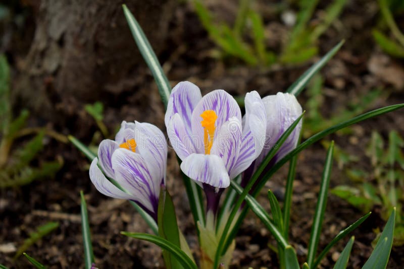 Spring garden crocuses stock image. Image of saffron - 155411903