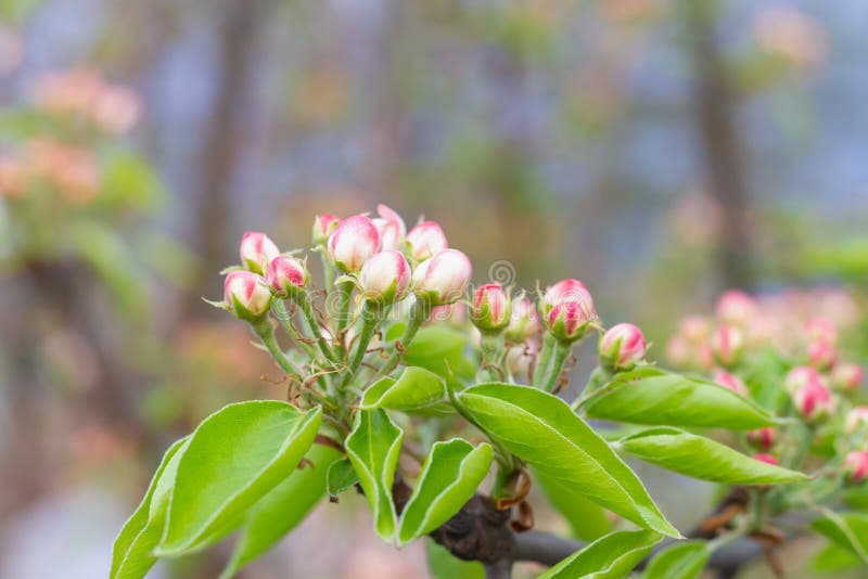 Spring Garden in the Evening. Pear Buds on a Tree in the Garden Stock ...