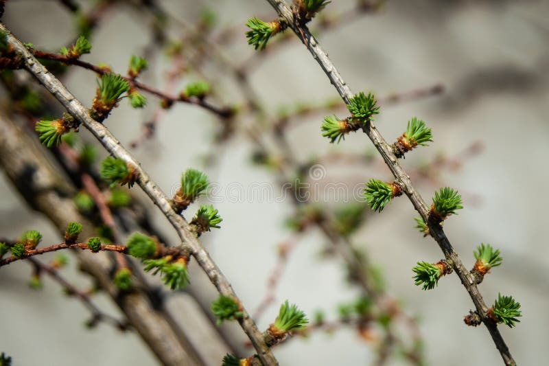 Spring Garden, First Spring Flowers Stock Photo - Image of flora ...