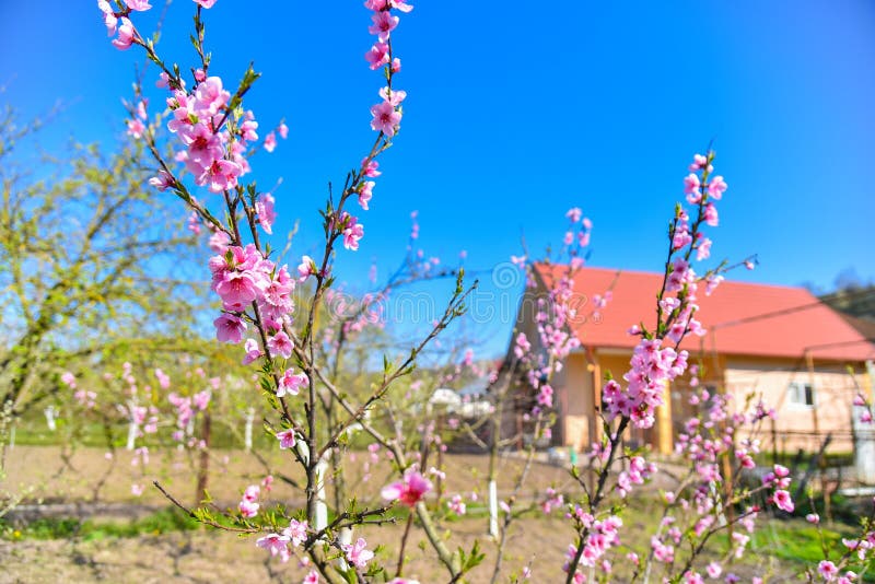 Spring Garden with Flowering Trees Village, House on Background Stock ...
