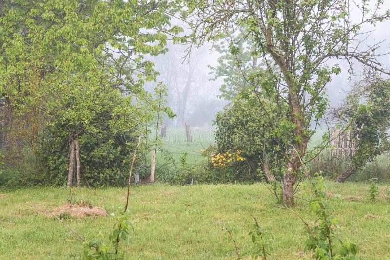 Spring garden with fog. stock photo. Image of fresh - 172481676