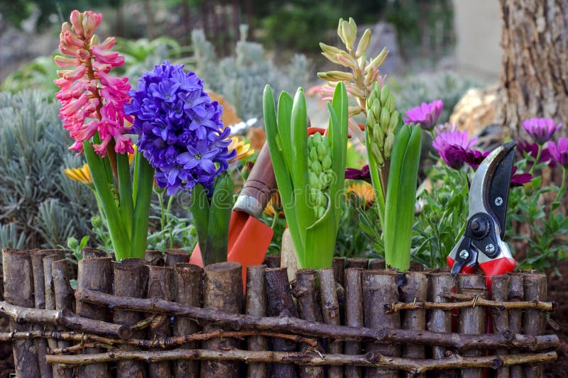Spring Garden. Gardening Tools and Flowers. Stock Photo - Image of ...