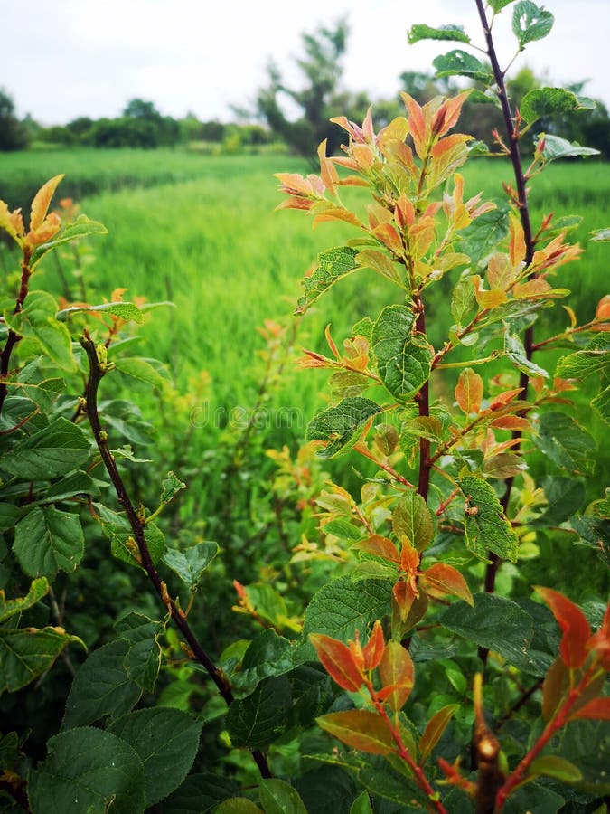 Fresh New Leaves in the Tree Stock Image - Image of green, sage: 188305165