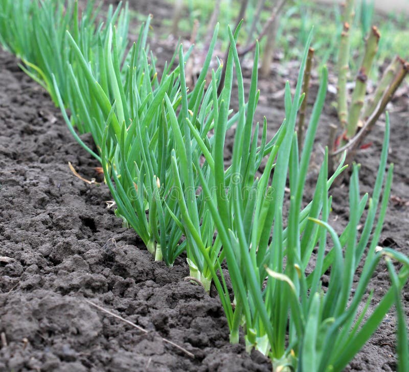 Spring in the Garden Grows Young Green Onions Stock Photo - Image of ...