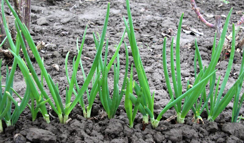 Spring in the Garden Grows Young Green Onions Stock Photo - Image of ...