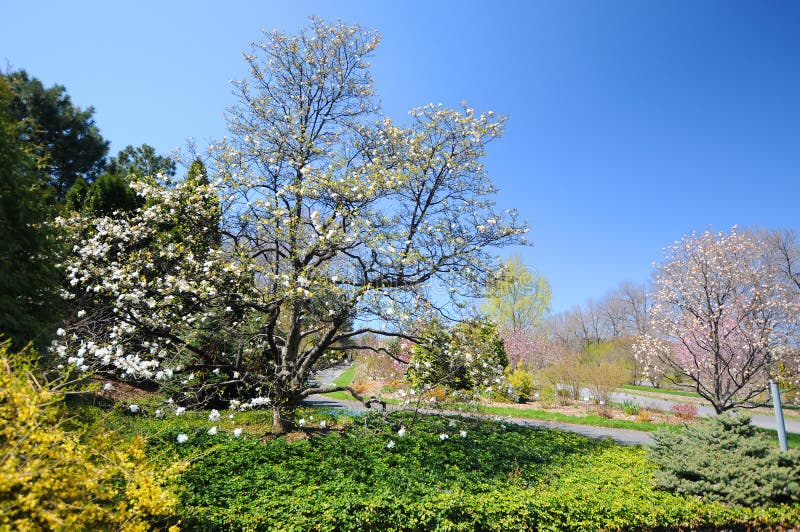 Spring garden landscape stock image. Image of dawn, freshness - 123344291