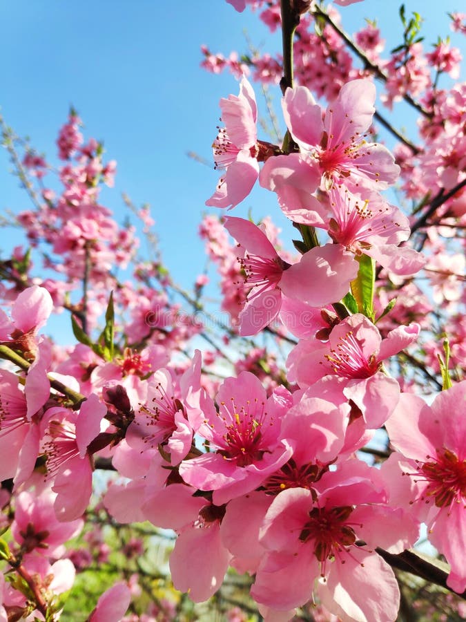 Beautiful peach blossom stock photo. Image of forest - 148155740