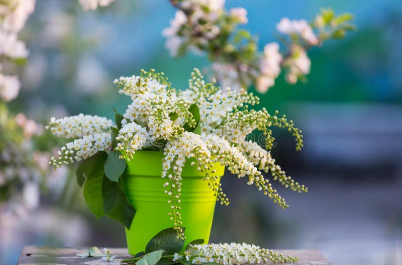 Spring garden stock photo. Image of plant, blossoming - 146155378