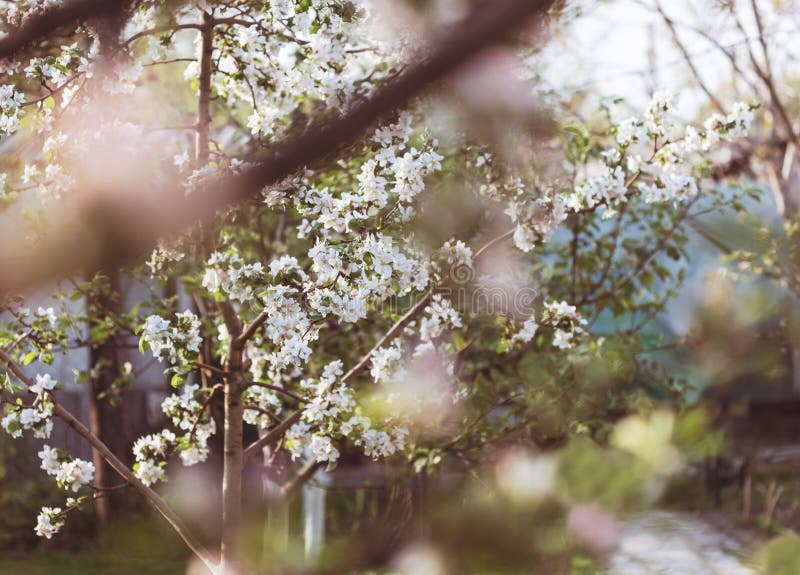 Spring garden stock photo. Image of detail, outdoor - 175004480