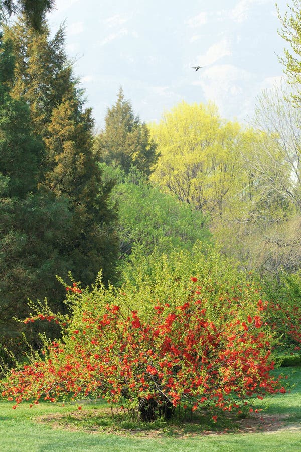 Spring garden stock image. Image of spring, bloom, flower - 39548801