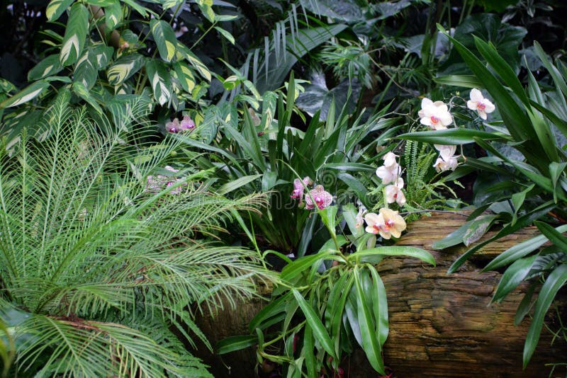 Spring Garden stock image. Image of boston, florist, color - 51128957