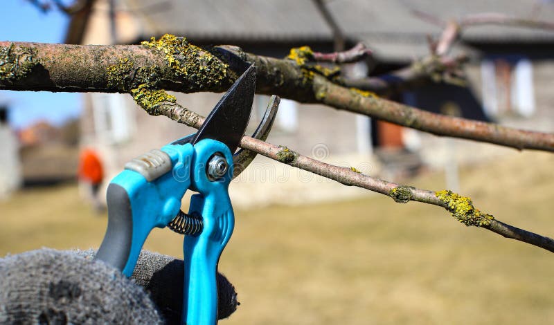 Spring Garden Work. a Farmer Manually Cuts the Branches of a Tree in an ...