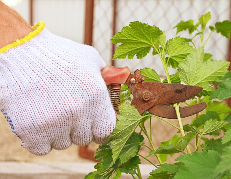 Spring Garden Work with Secateurs Stock Image - Image of hand, plant ...