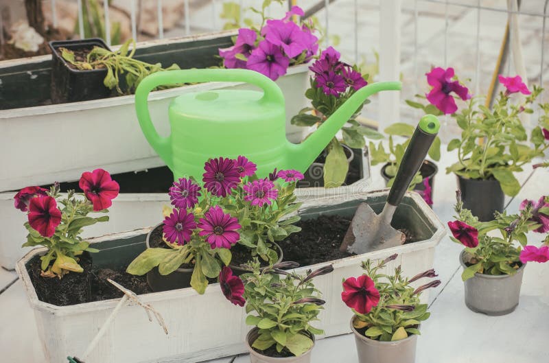 Spring Garden Work. Seedlings, Flower Boxes and Tools Stock Image ...