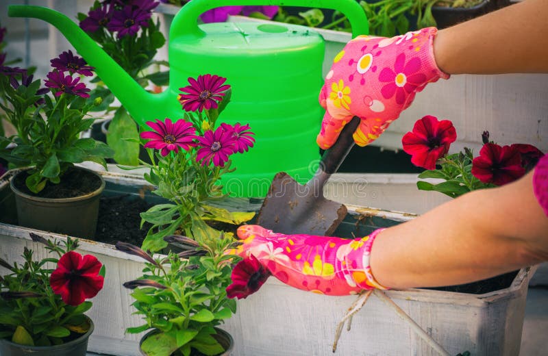 Spring Garden Work. Seedlings, Flower Boxes and Tools Stock Photo ...