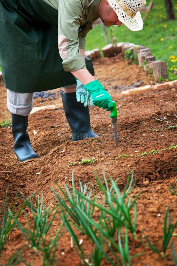 Man Digging in Vegetable Garden Stock Photo - Image of green, garden ...