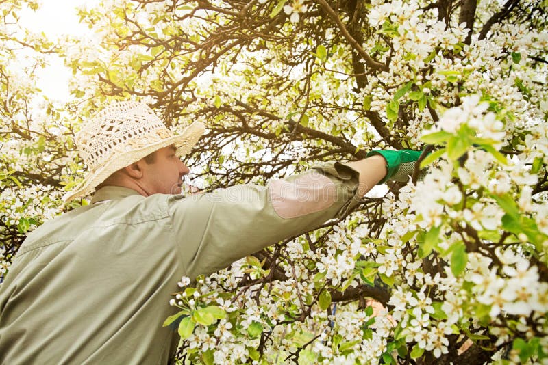 Spring gardening stock image. Image of botany, home, harvesting - 24940295