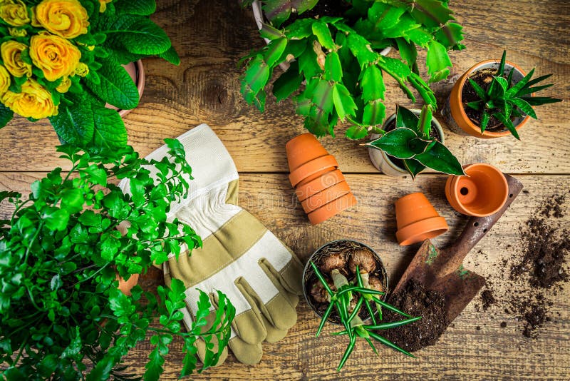 Spring Gardening Concept - Gardening Tools with Plants, Flowerpots and ...