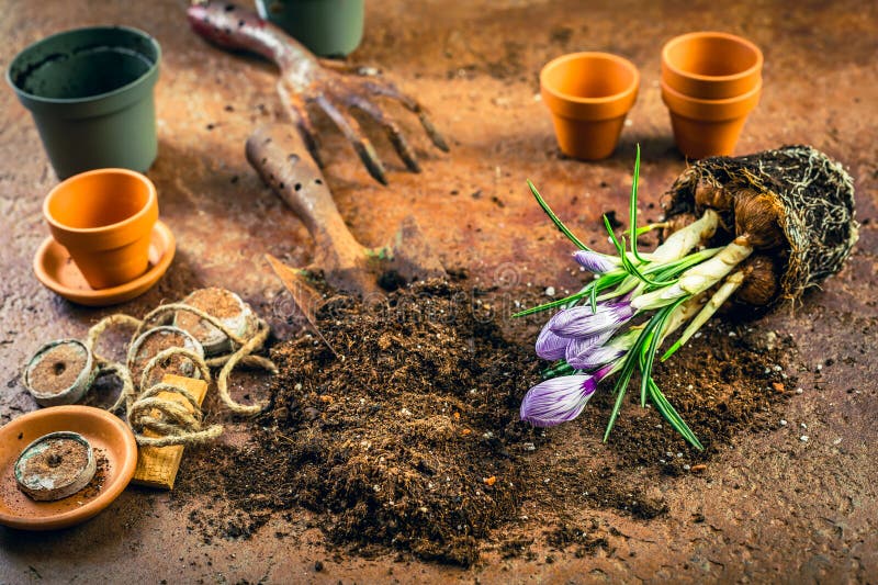 Spring Gardening Concept - Gardening Tools with Plants, Flowerpots and ...