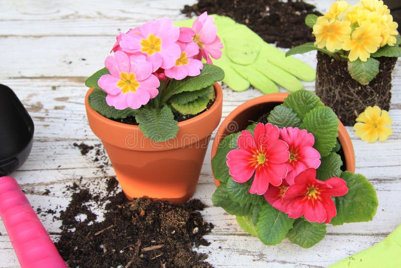 Spring gardening: Primulas stock image. Image of hobby - 29603097