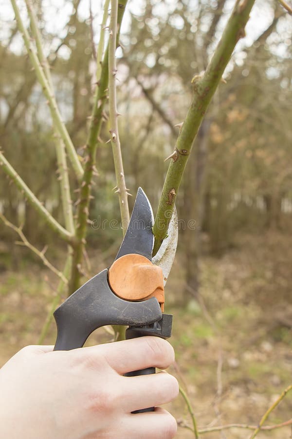Spring gardening, pruning. stock image. Image of secateurs - 53061389