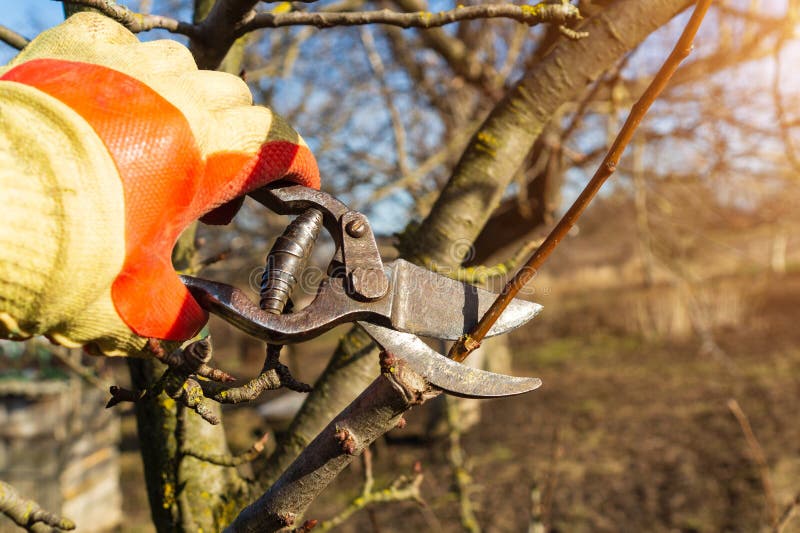Spring Gardening Work. in the Spring, a Farmer Manually Trims and Trims ...