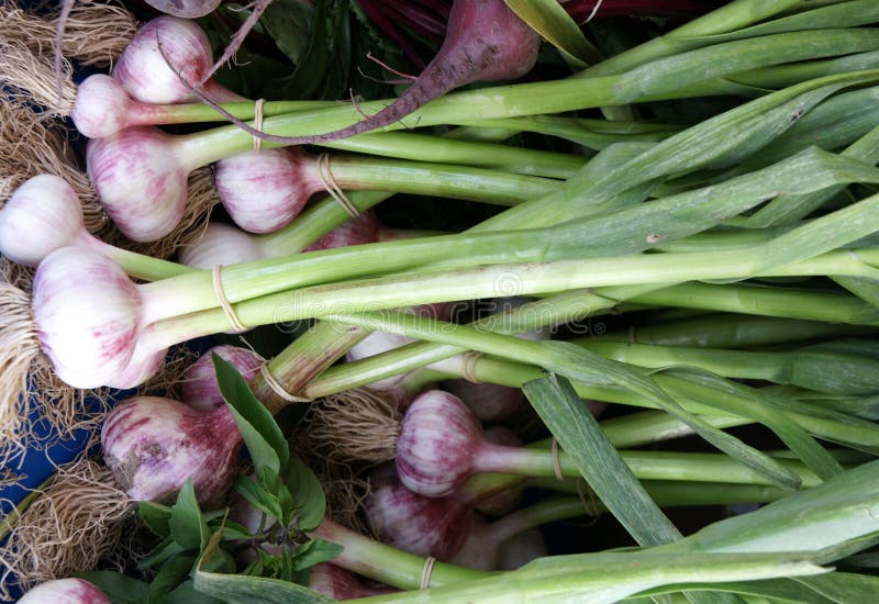Allium Sativum Garlic Scape Plant Stock Image - Image of garlic, blooms ...