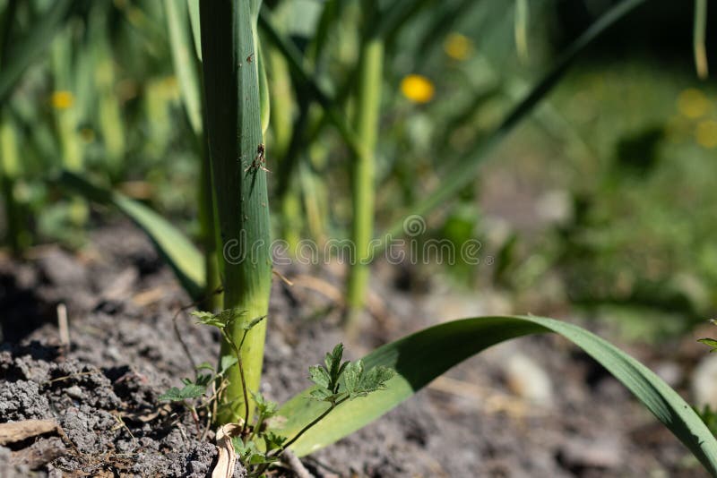 Spring Garlic Growing in the Soil Stock Image - Image of grass, rapidly ...