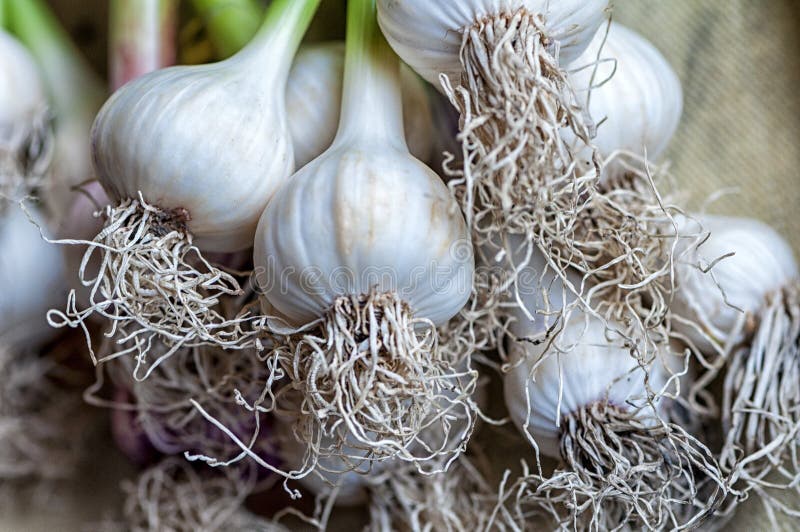 Spring Garlic Roots Closeup Stock Image - Image of natural, diet: 81137247