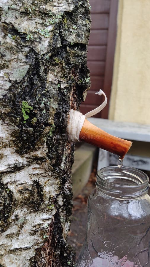 The Spring Gathering of Birch Sap in a Bottle Stock Photo - Image of ...