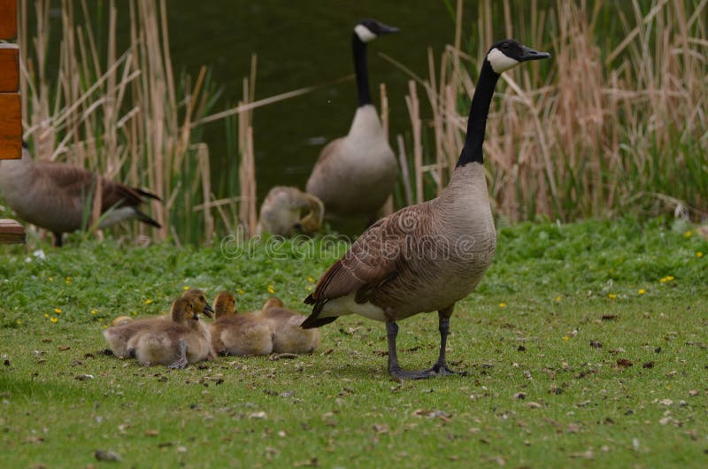 Spring geese stock image. Image of canadian, goslings - 31969735