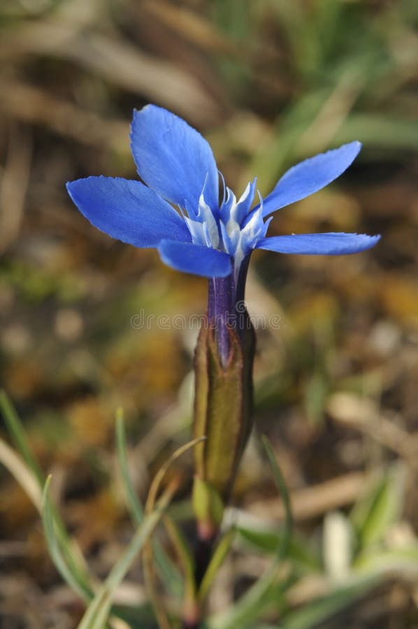 Spring Gentian stock photo. Image of gentian, verna, flora - 19769954