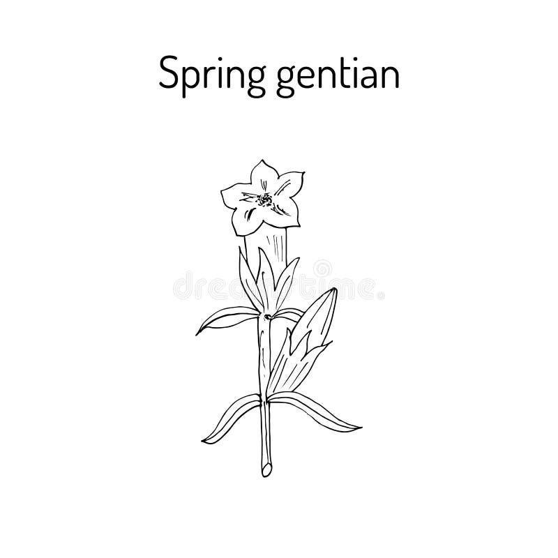 Spring Gentian Gentiana Verna Stock Vector - Illustration of shape ...