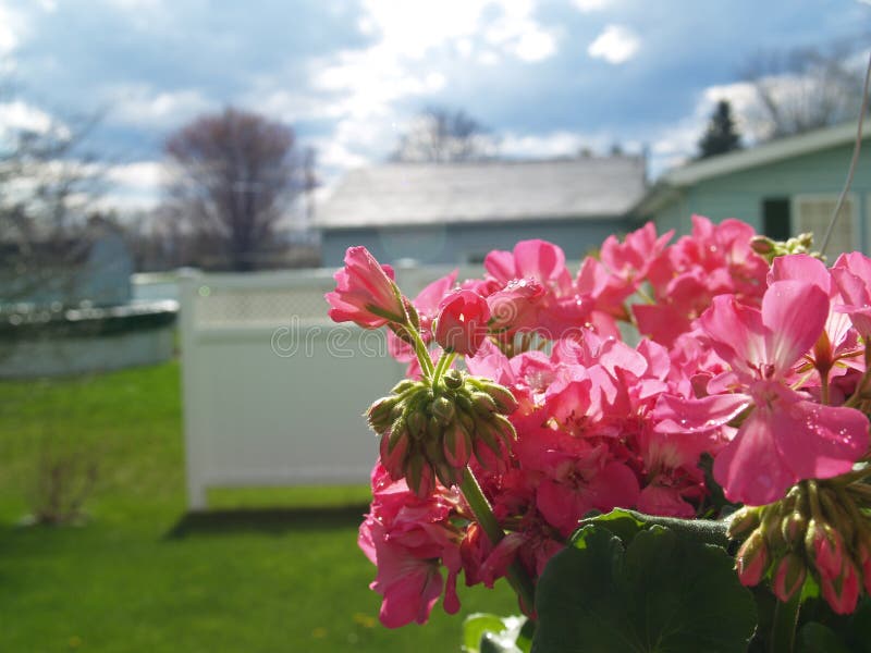 Spring Geraniums stock image. Image of green, flowers - 26796875
