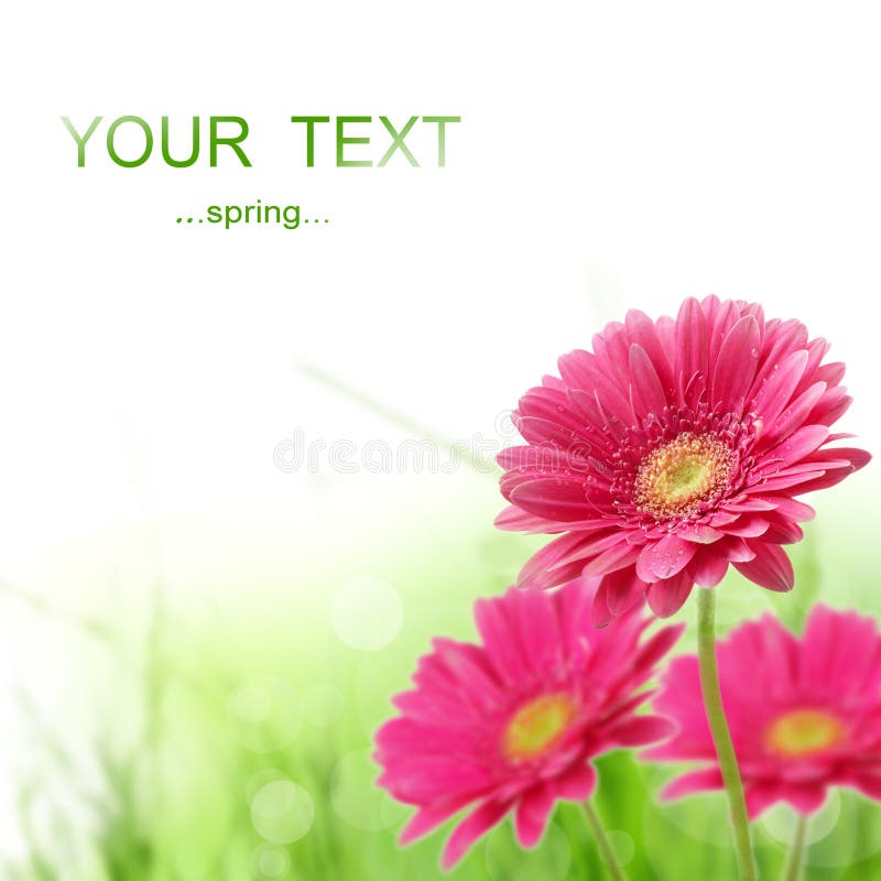 Spring gerber flower stock image. Image of pink, plant - 17838631