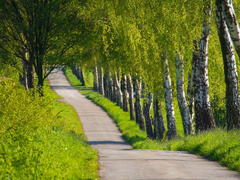 Spring in germany stock photo. Image of bleeding, landscape - 71059074